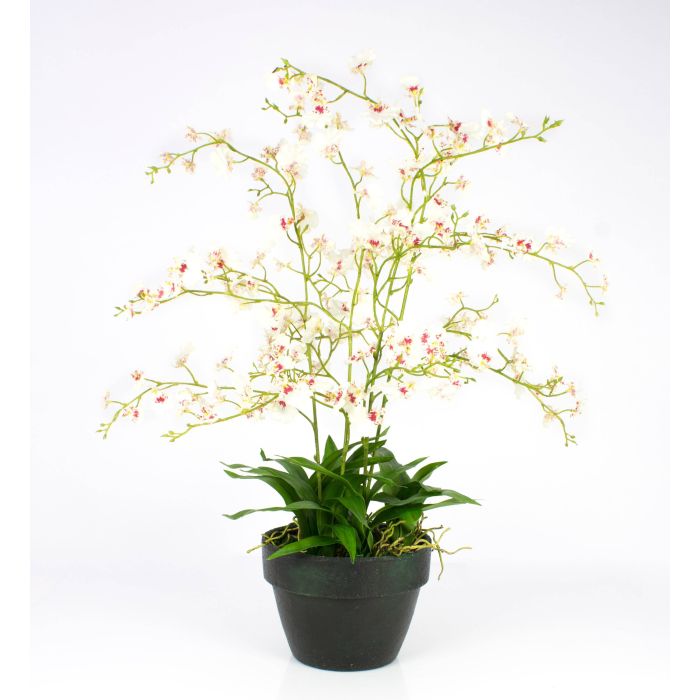 Kunstorchidee Oncidium MALEA, Topf, weiß-pink, 70cm