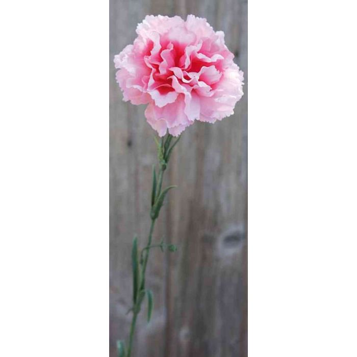 Textilblume Nelke LUCREZIA, rosa, 55cm, Ø8cm
