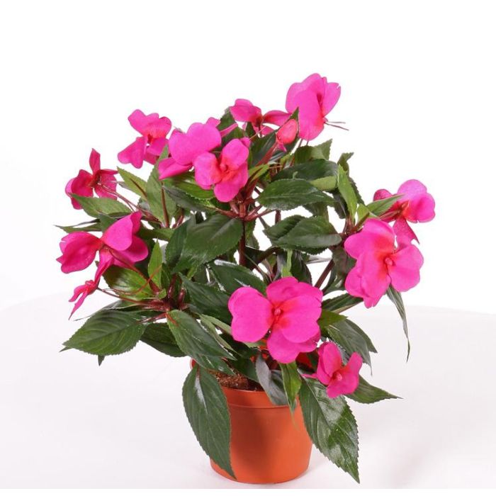 Künstliches Fleißiges Lieschen AGENI, pink, 25cm, Ø4-6cm