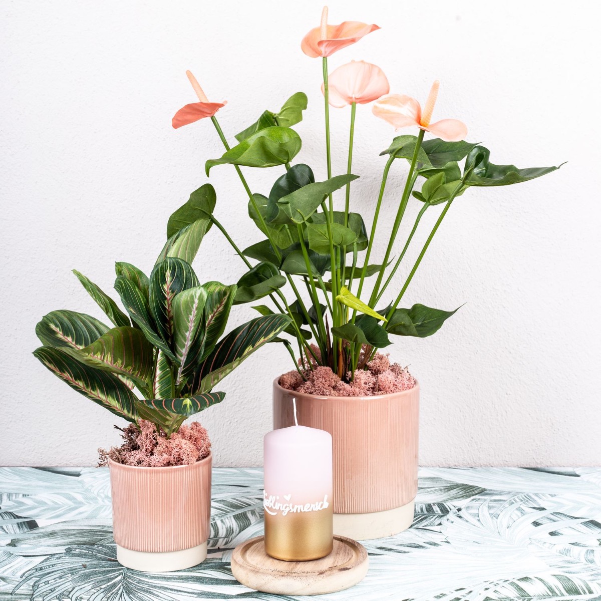 Anthurium - Ratgeber