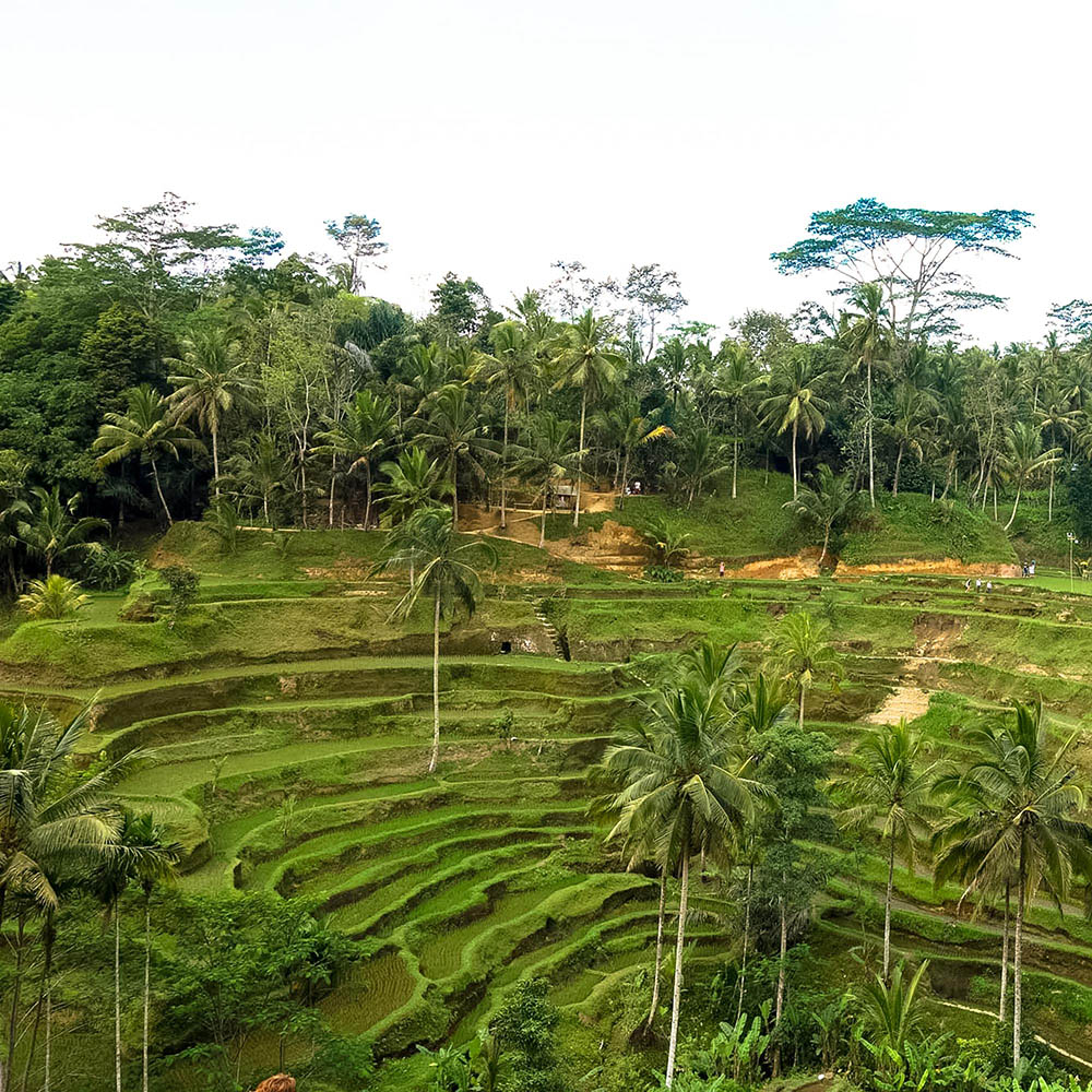 Mission Blumenkoffer: Bali